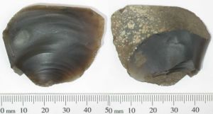 Knowledge Feature – Flakes – Bones, Stones, and Books