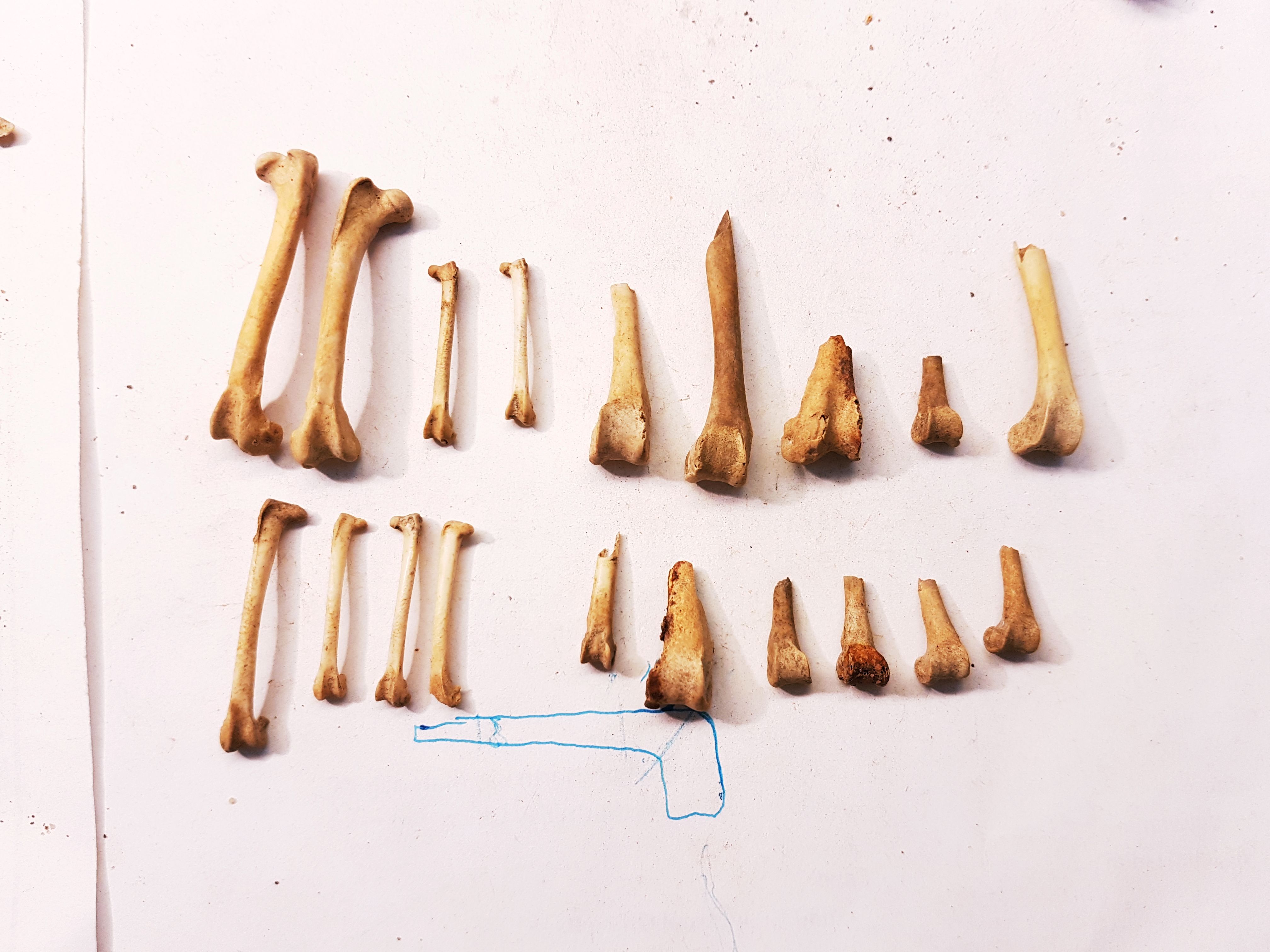 Knowledge Feature – Determining MNI (Minimum Number of Individuals ...