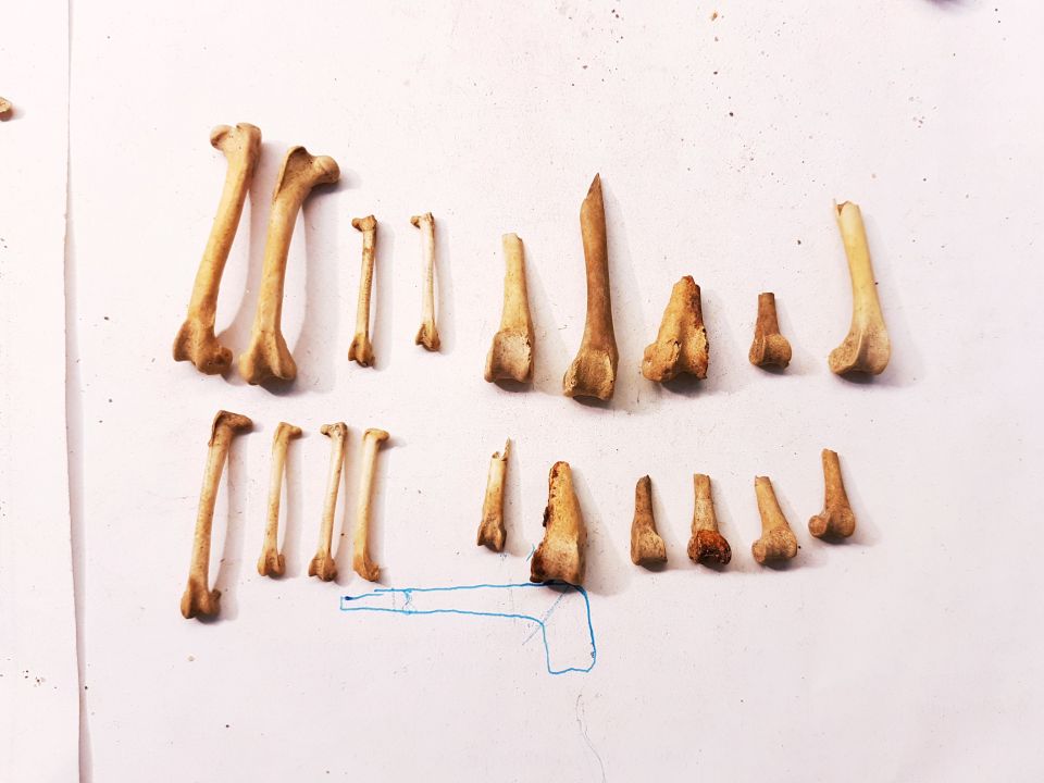 Knowledge Feature – Determining MNI (Minimum Number of Individuals ...
