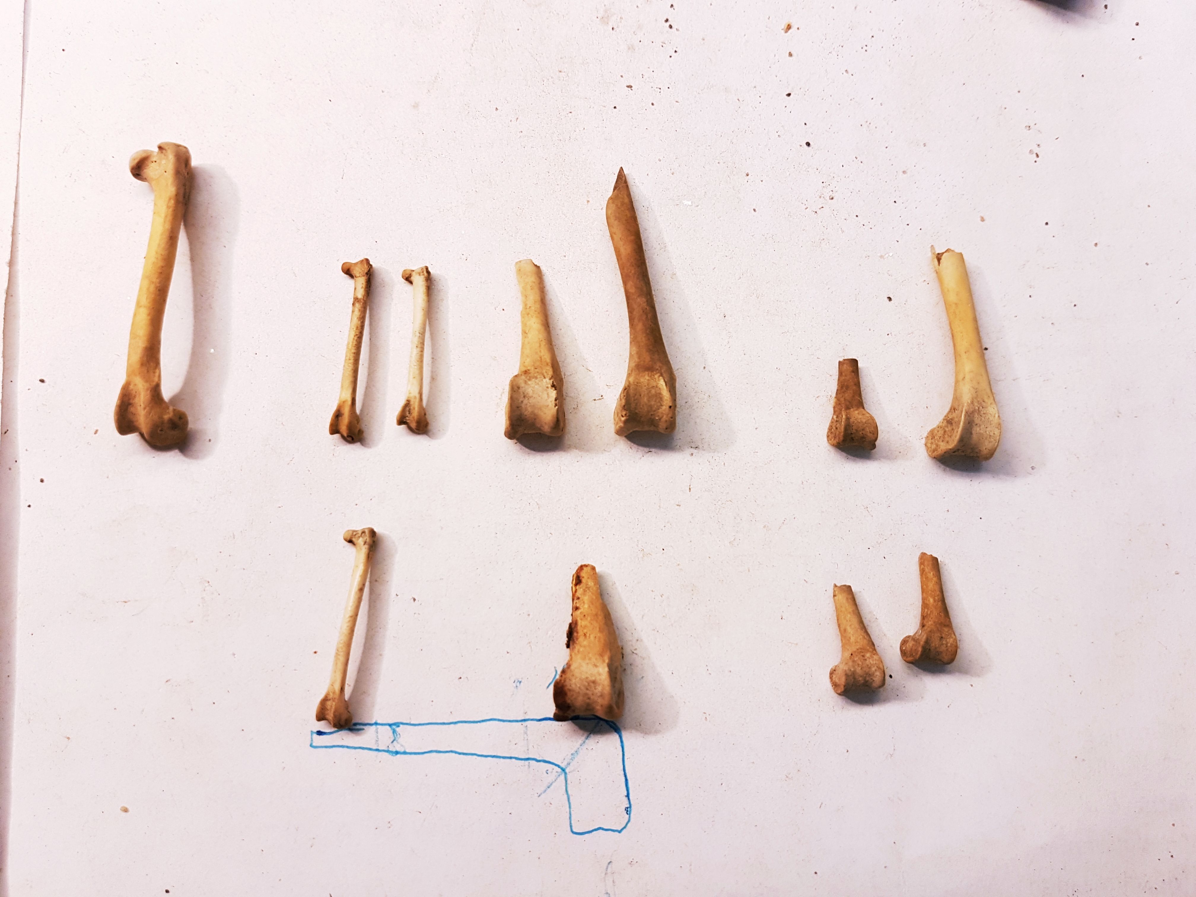 Knowledge Feature – Determining MNI (Minimum Number of Individuals ...